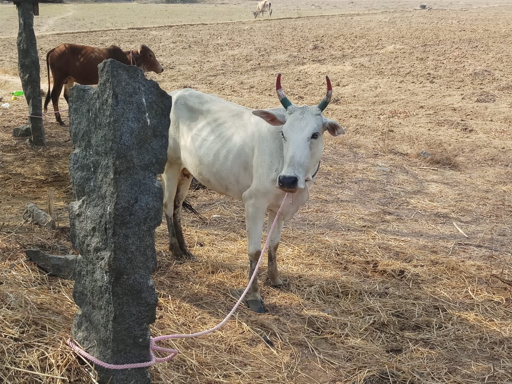 Rescue Operation @ Marakkanam and the gory scenes that followed ...