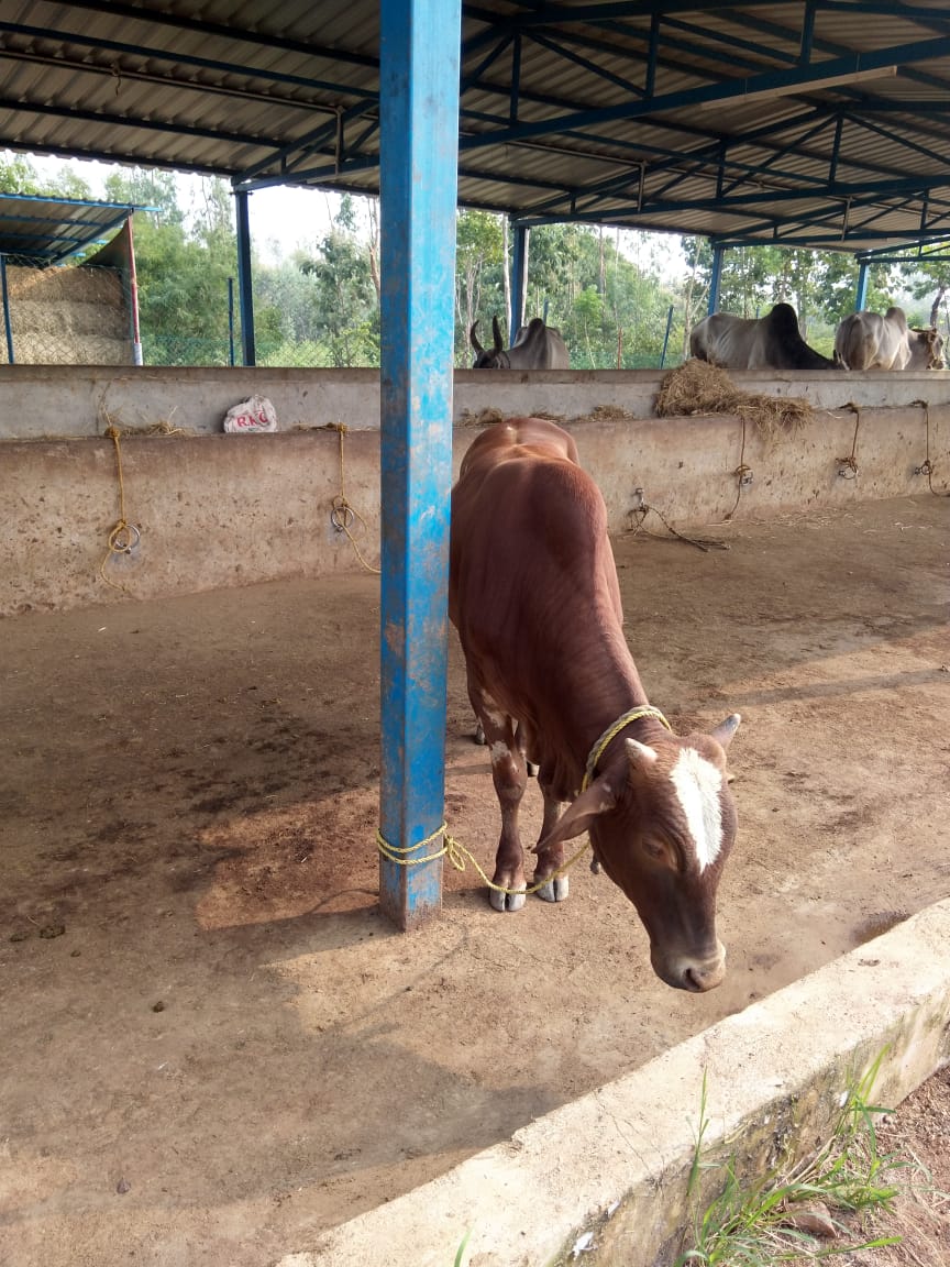 Several Rescues in the last few weeks – 3 Cows and 6 Rishabams Saved ...