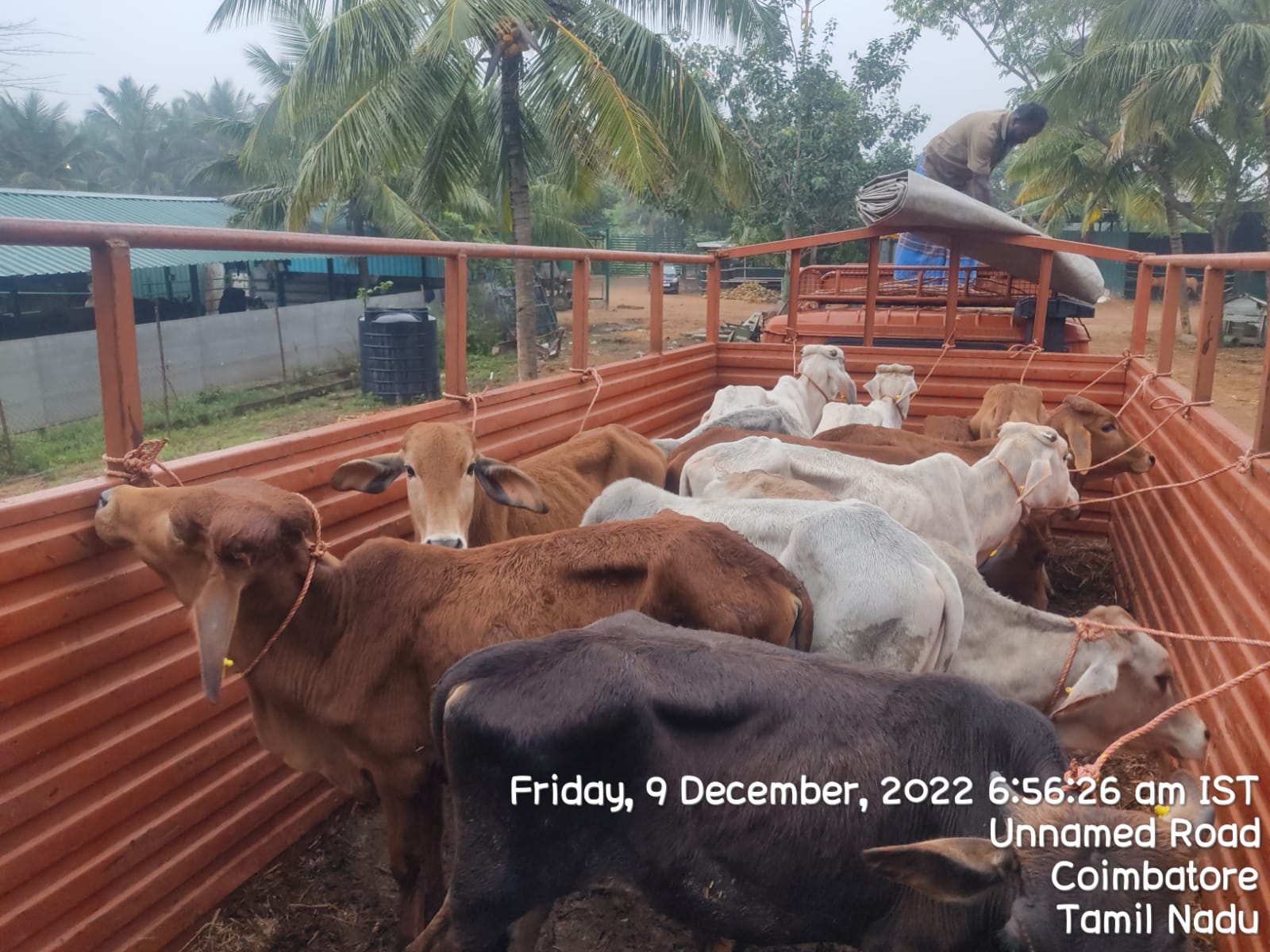 Grueling Rescue Effort – 131 Cows Saved from Chettinad Govt. Farm ...